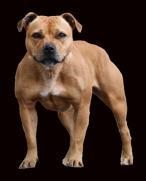 Psi :: kennel stay strong